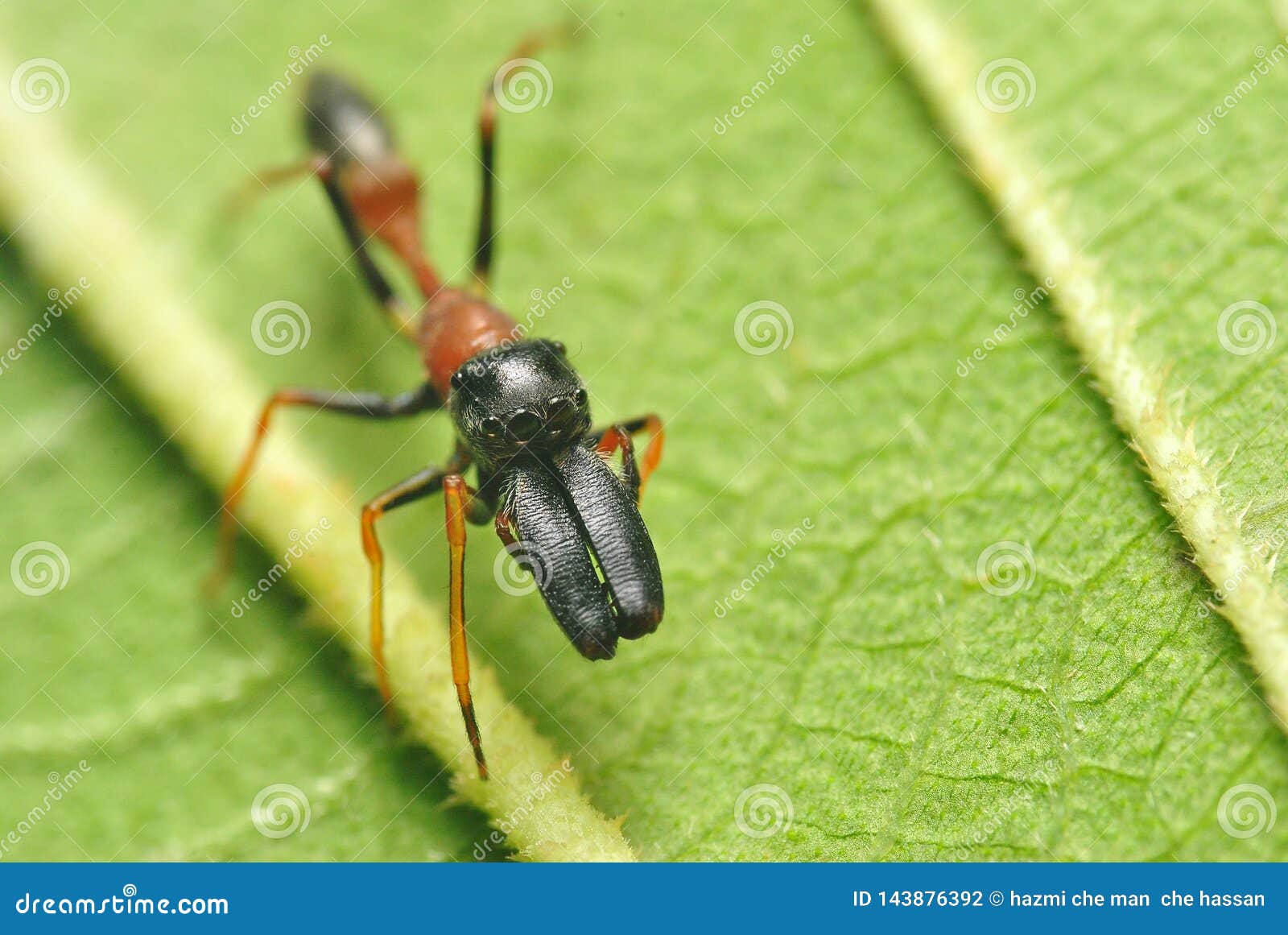 Ant Mimic Spider on Green Leaf Stock Photo - Image of leaf, spider ...