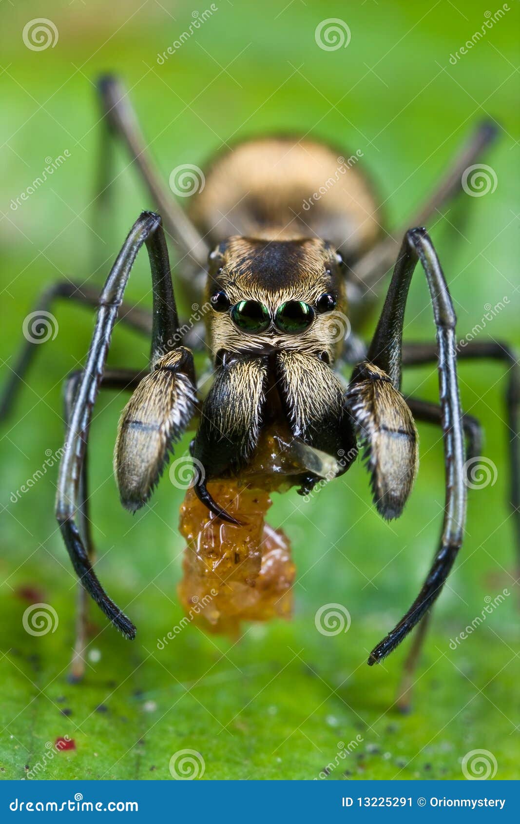 Ant And Ant Mimic Spider Stock Image | CartoonDealer.com #15991801