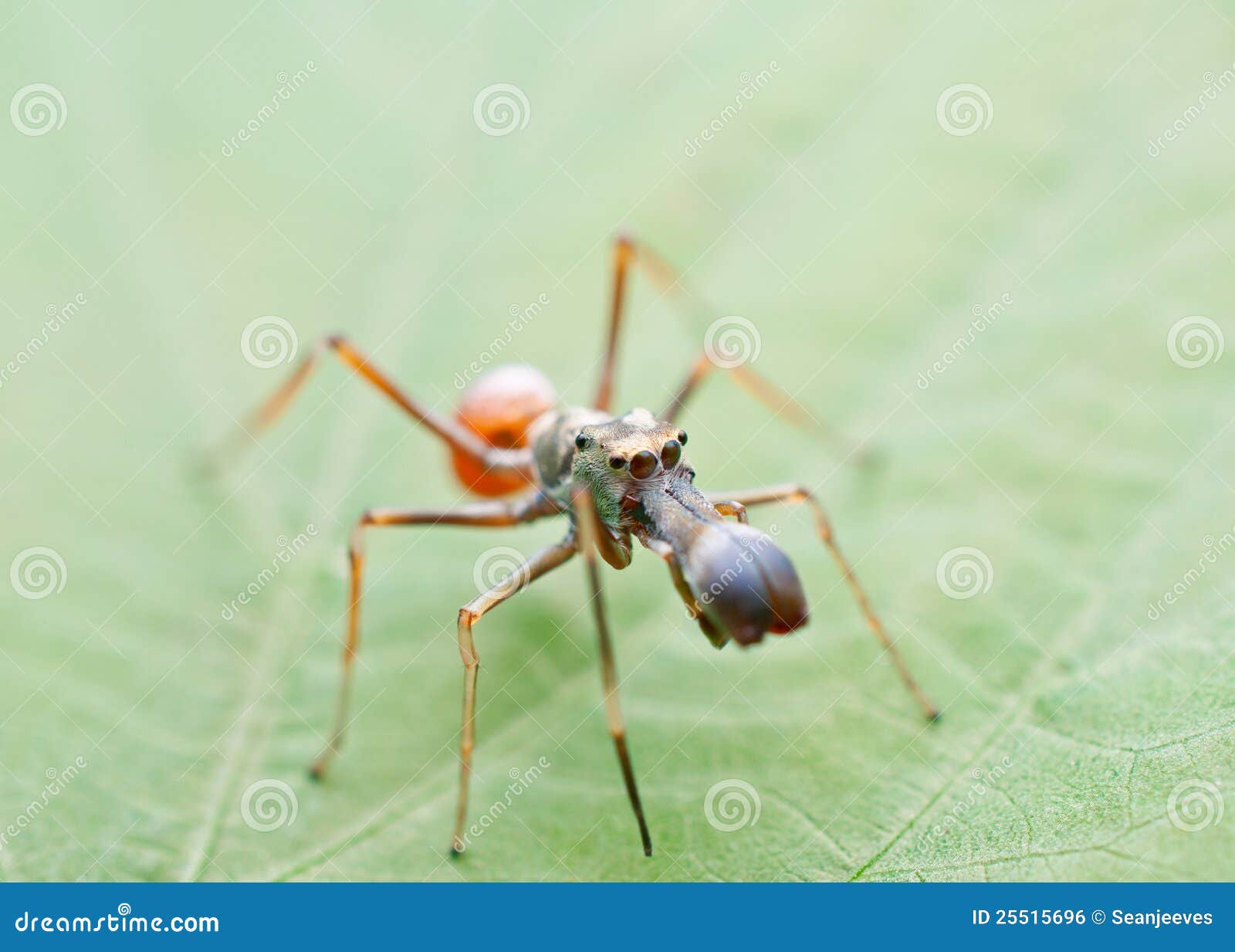 Ant Mimicking Spider, Myrmarachne Plataleoides, Bangalore, Karnataka ...