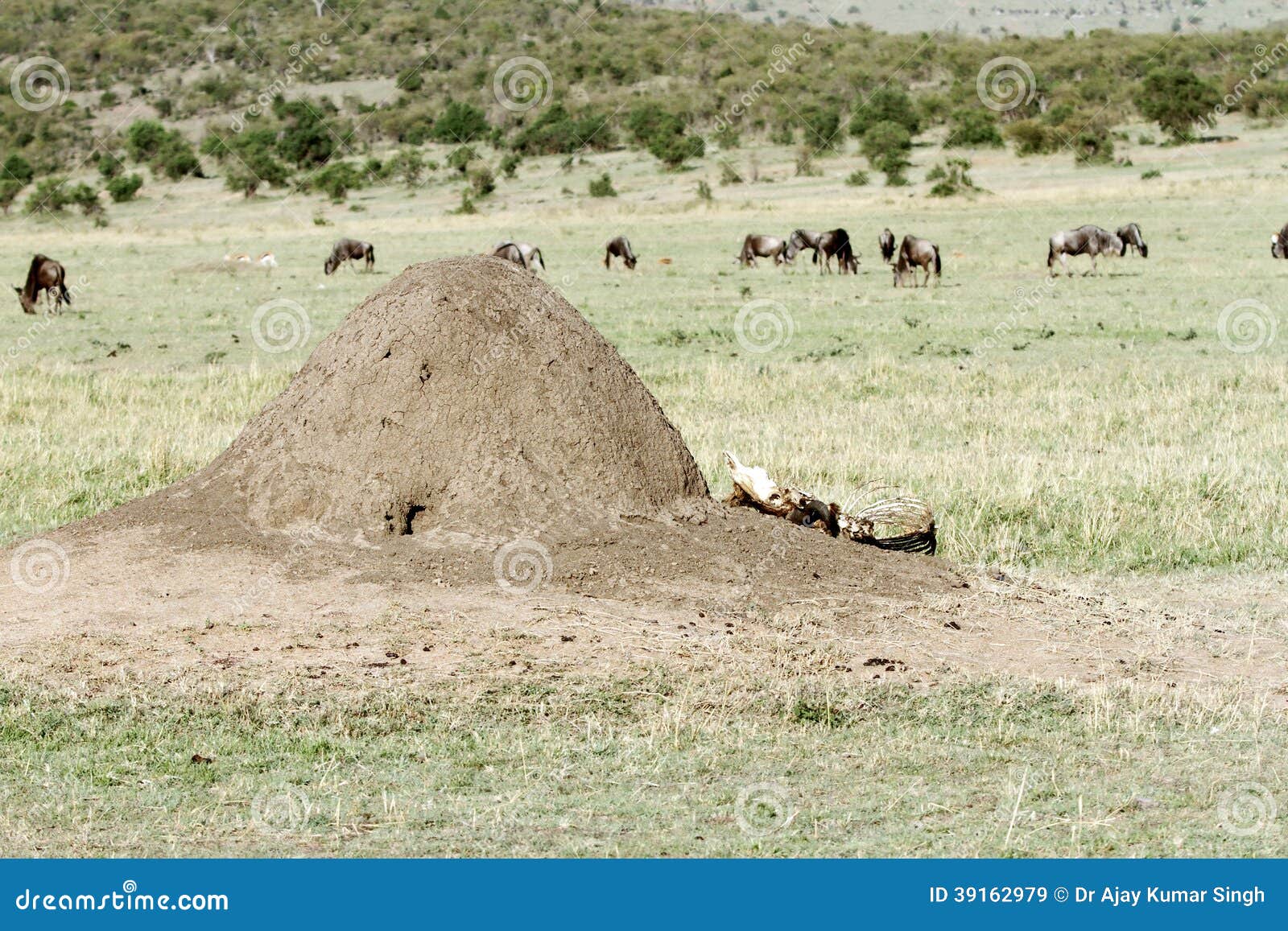 An Ant Mound and a Carcass Lying in the Savannah Stock Image - Image of ...