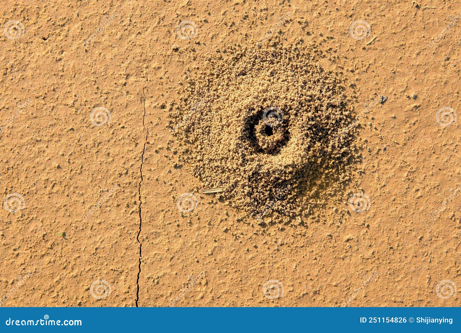 Ant mound stock photo. Image of particle, life, soil - 251154826