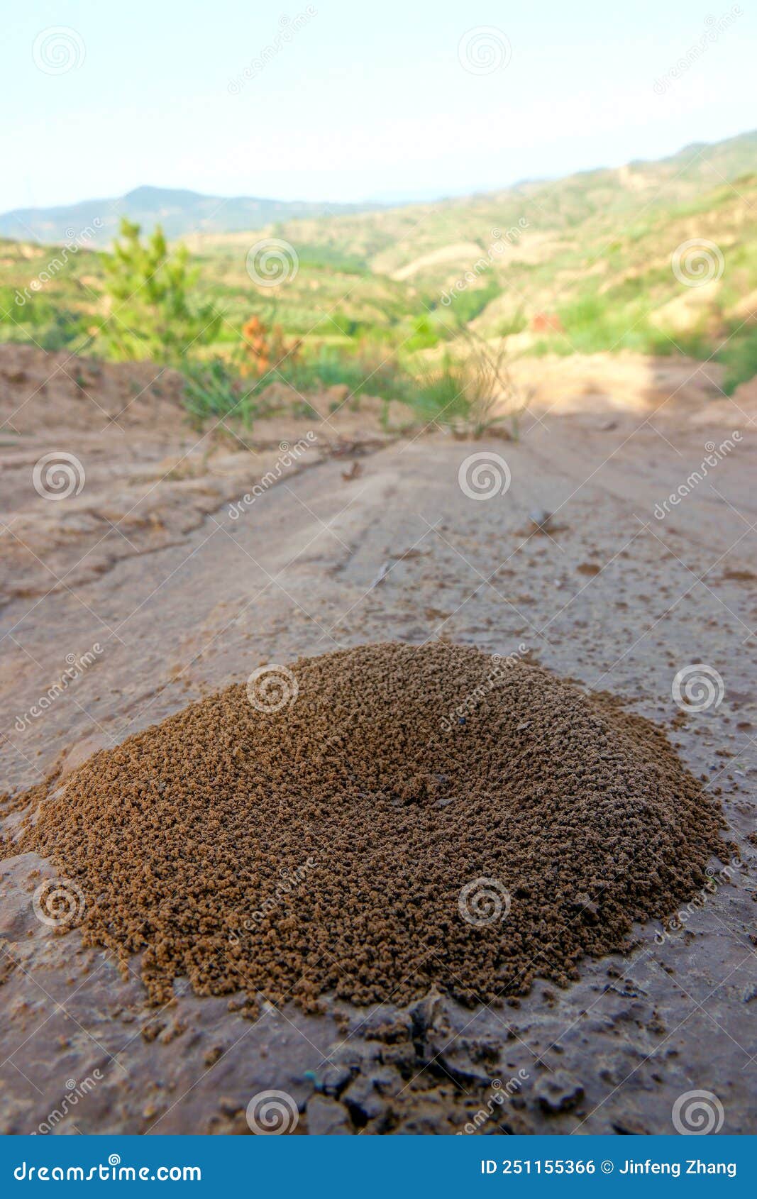 Ant mound stock photo. Image of mountain, nature, landscape - 251155366