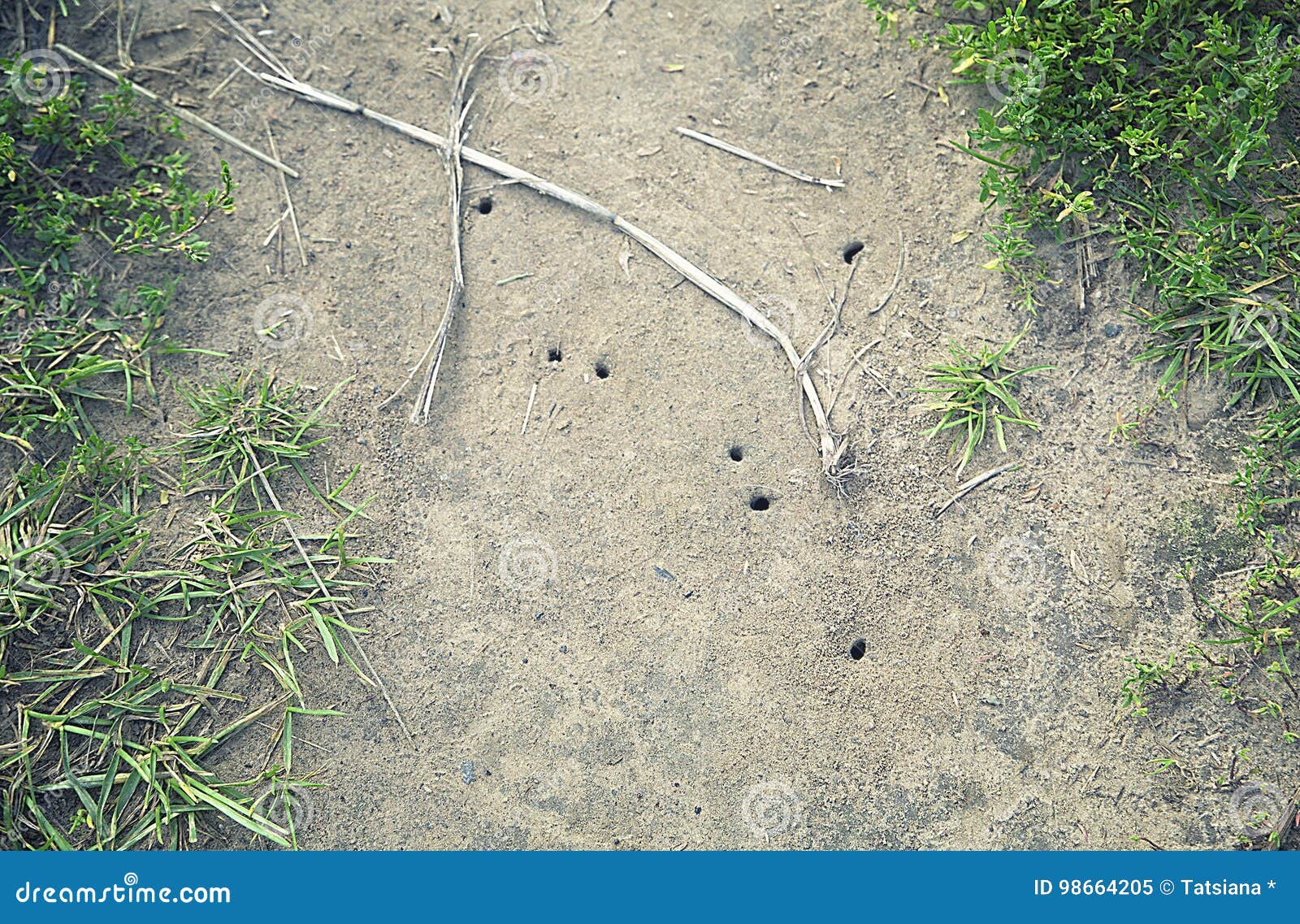 The ant moves on the earth stock image. Image of grass - 98664205