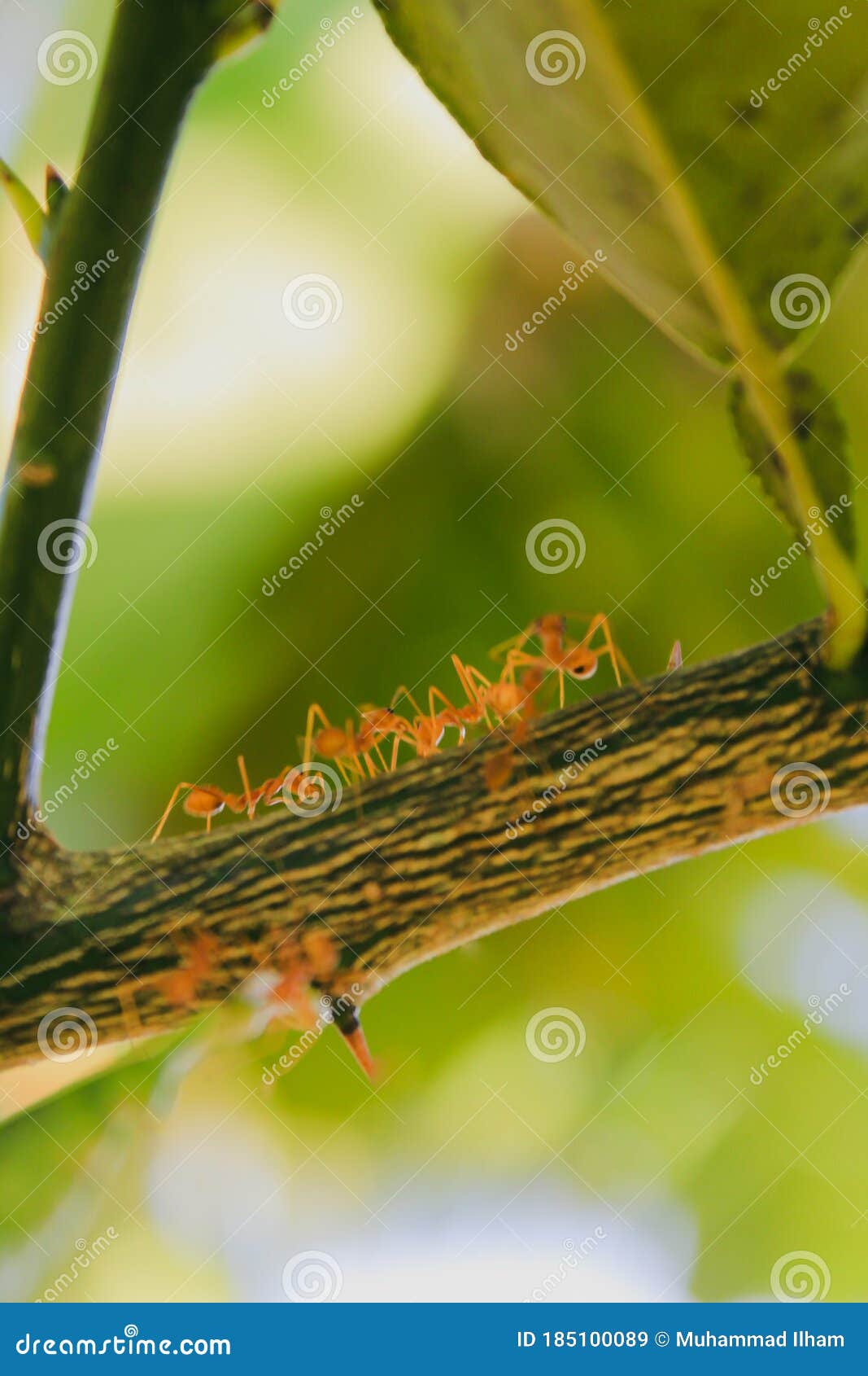 Ant life stock image. Image of grass, leaf, invertebrate - 185100089