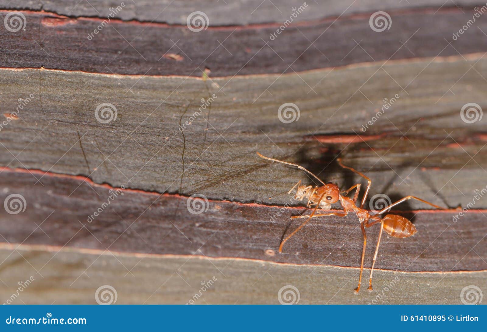Ant moving pupa stock image. Image of social, life, wildlife - 61410895