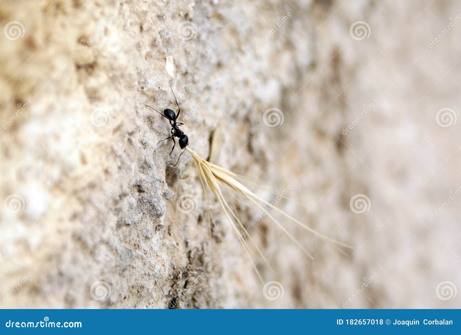 Ant Moving a Spike through a Wall, Unfocused Background Stock Photo ...