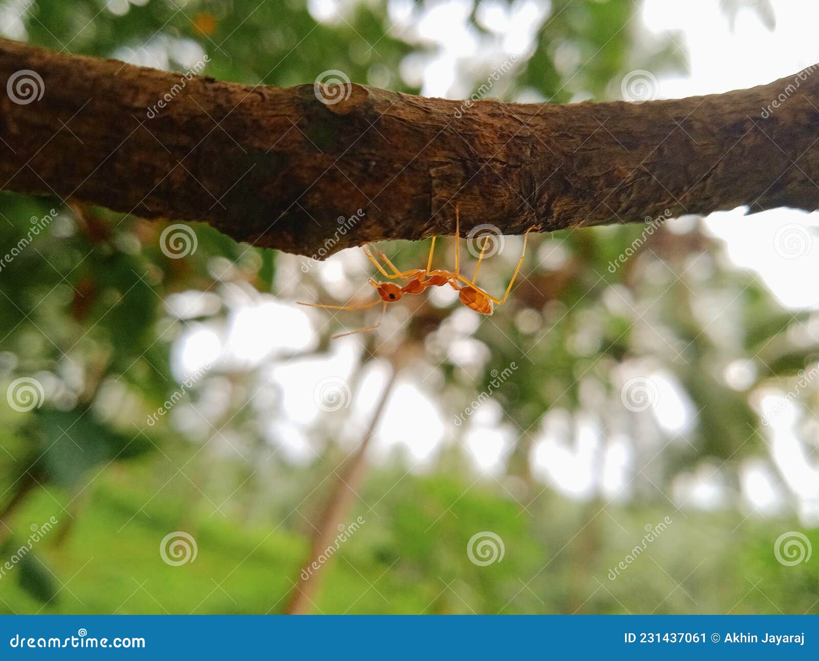 An Ant Moving Upside Down on a Tree Stock Image - Image of walking ...