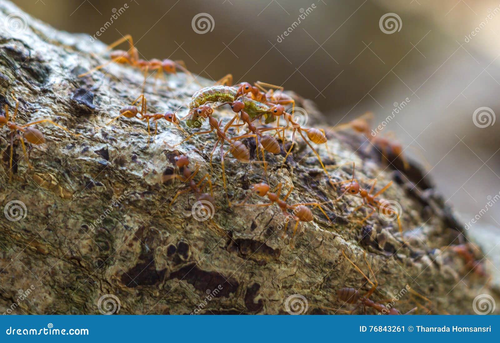 Ant are moving the worm stock image. Image of forest - 76843261