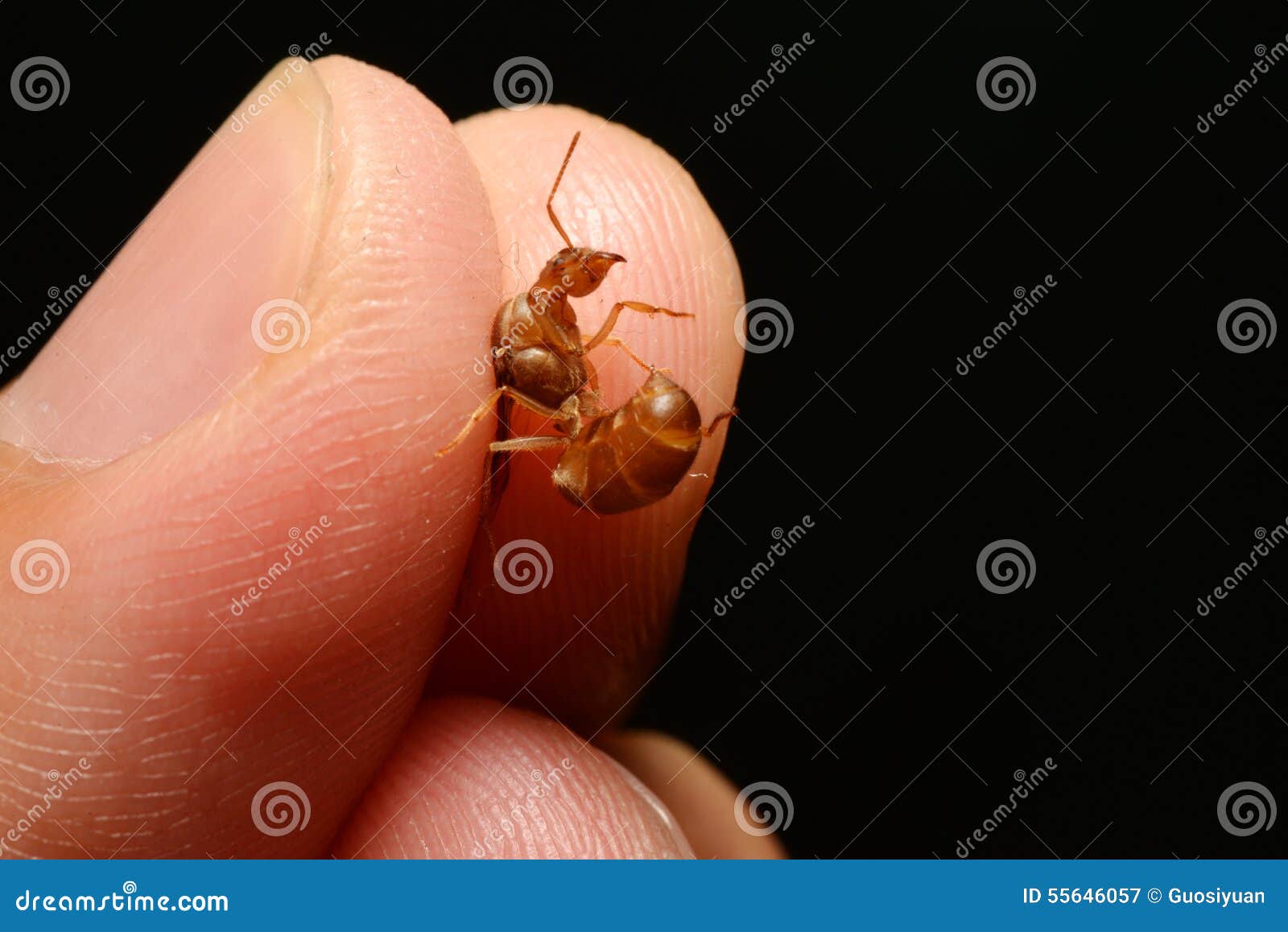 An ant stock image. Image of detail, soft, escape, nature - 55646057