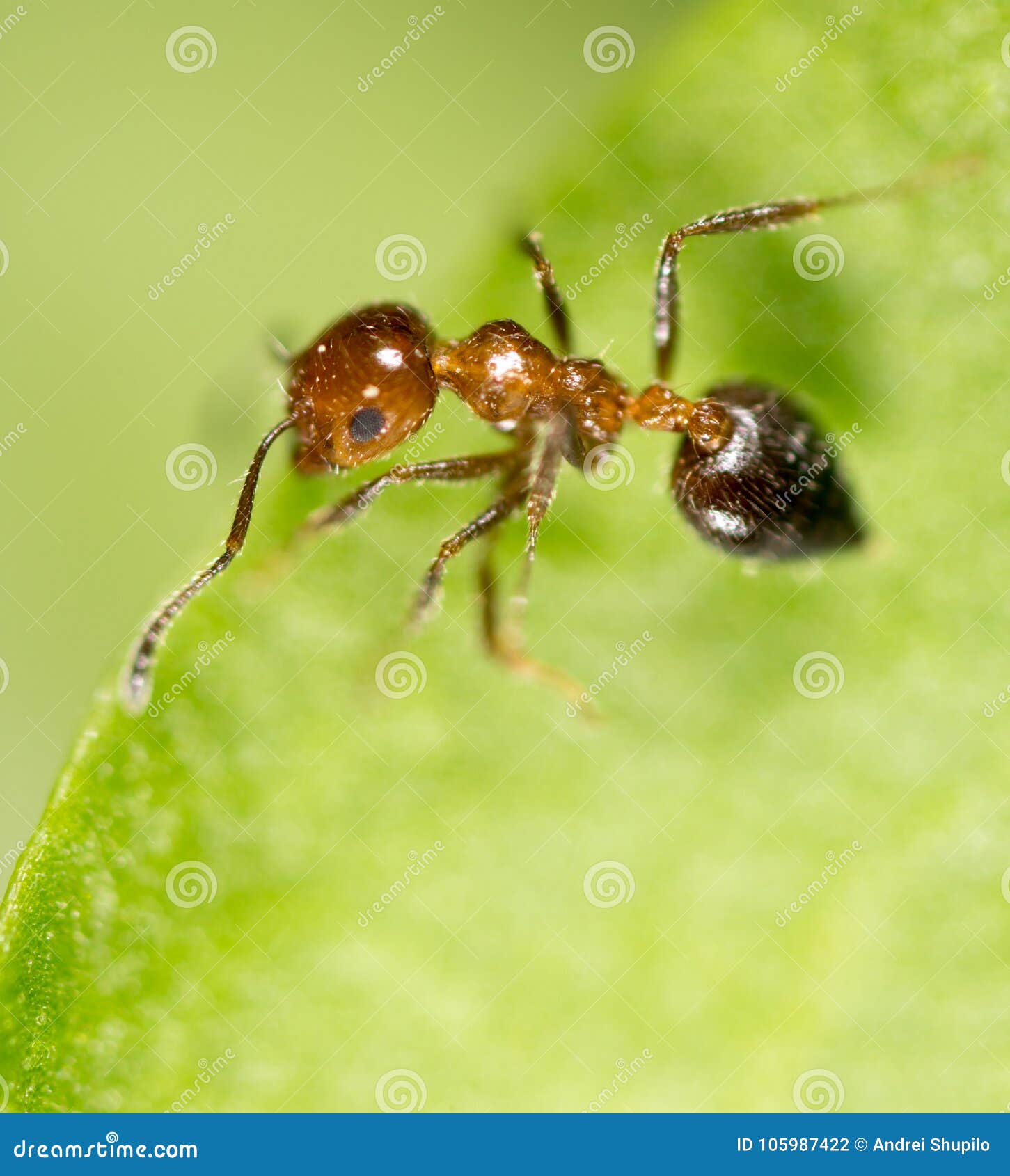 Ant in nature. macro stock photo. Image of macro, black - 105987422