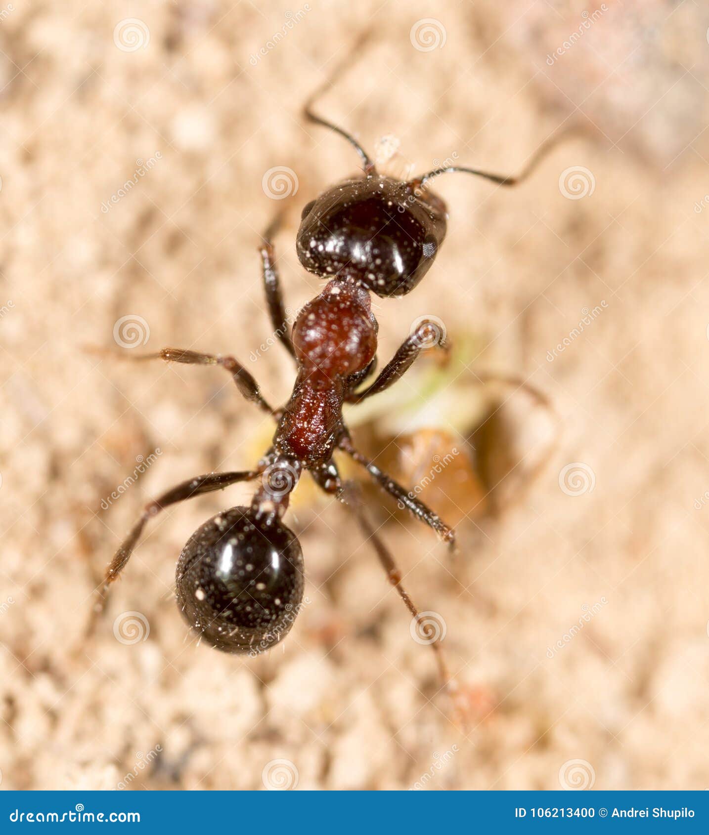 Ant in nature. macro stock photo. Image of insect, colony - 106213400