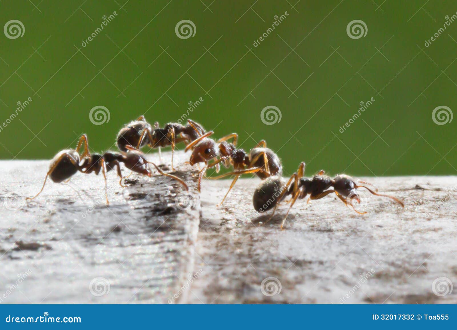Ant in nature stock photo. Image of macro, unity, order - 32017332