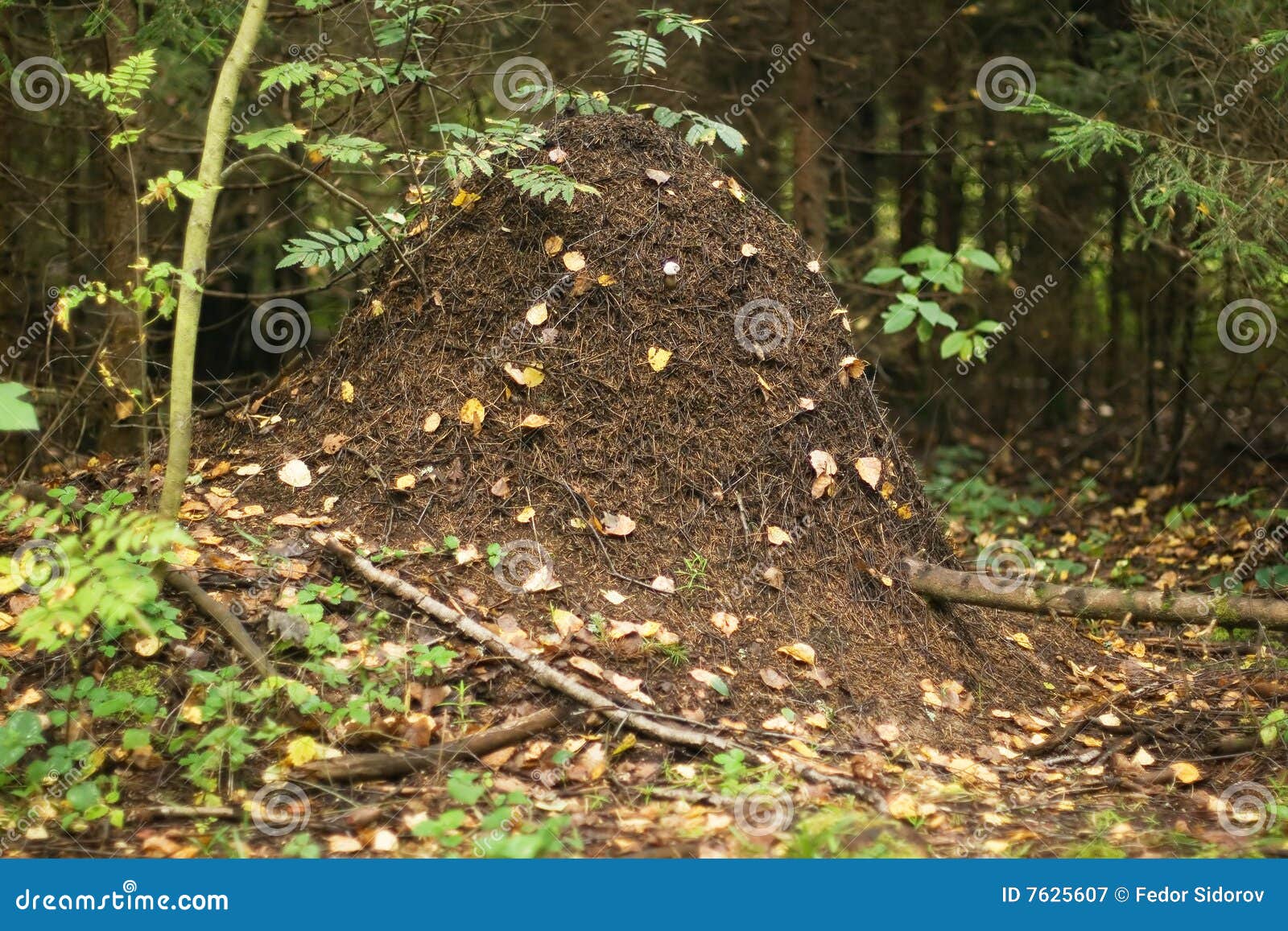 Ant nest stock image. Image of mound, teamwork, hill, insect - 7625607