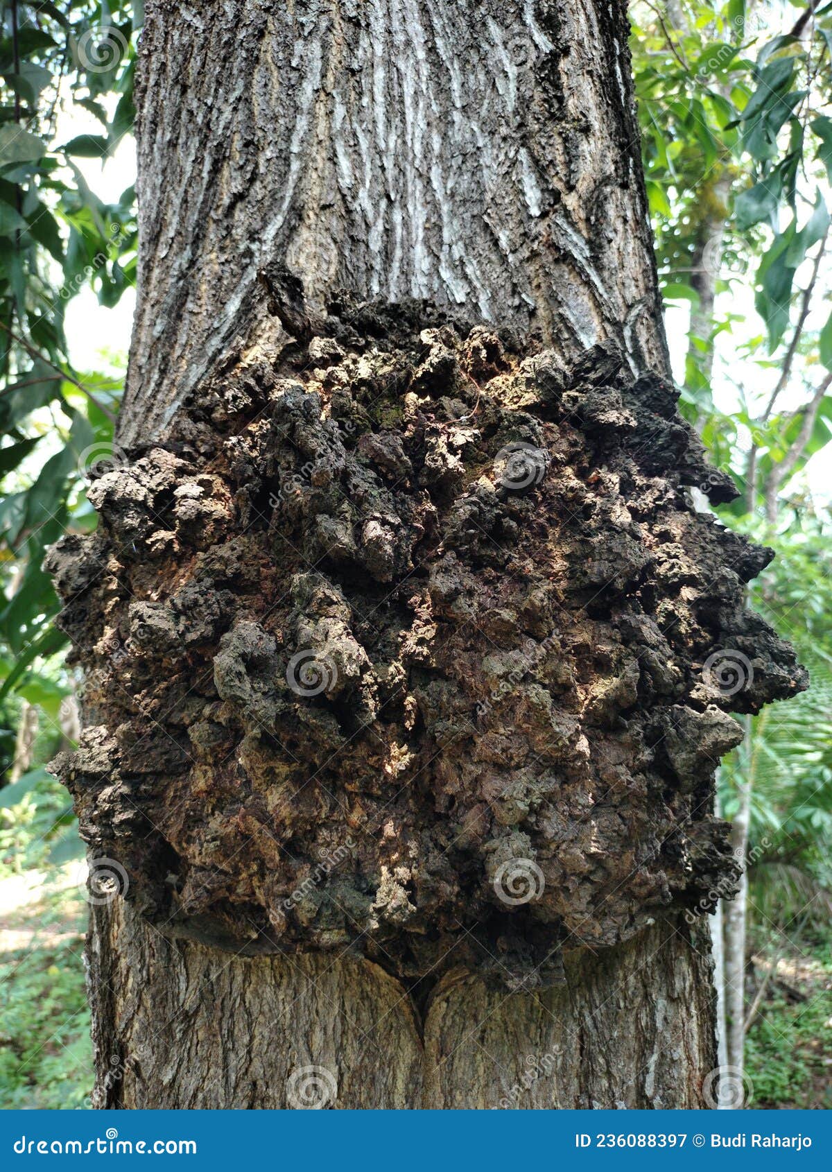 An Ant Nest Attached To a Tree Trunk Stock Image - Image of attached ...