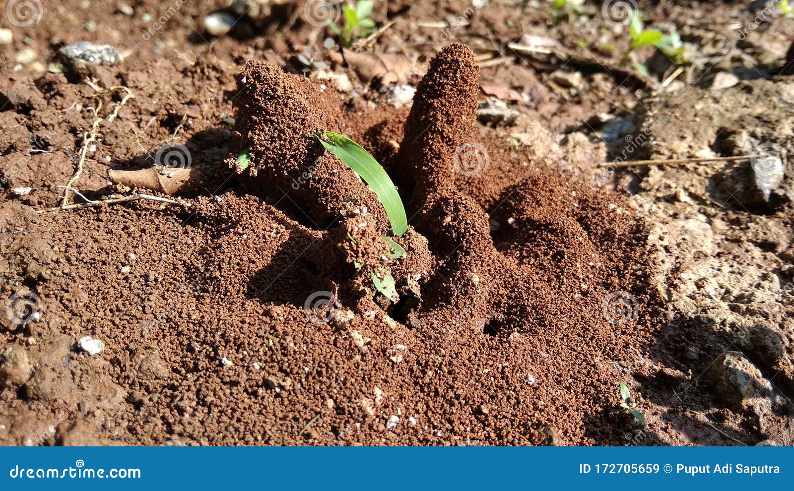 Ant Nest Construction Made of Soil Stock Image - Image of soil ...