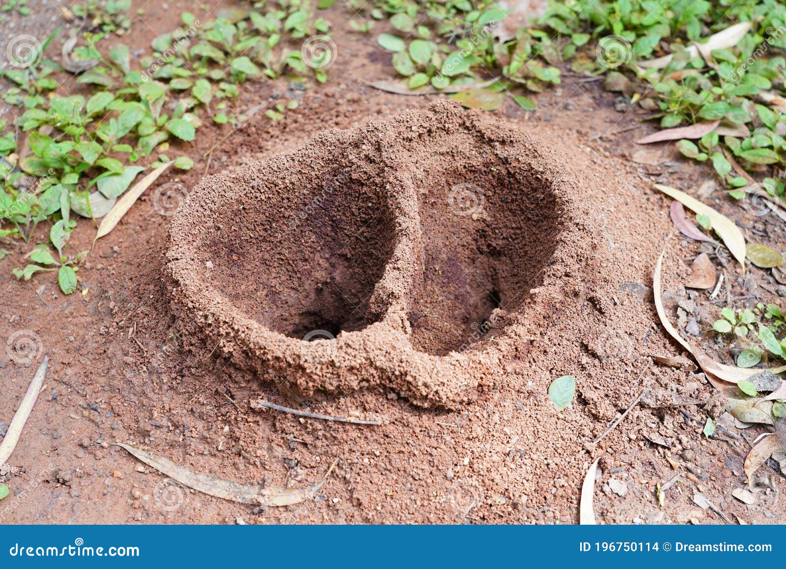 Ant nest at the ground stock photo. Image of land, group - 196750114