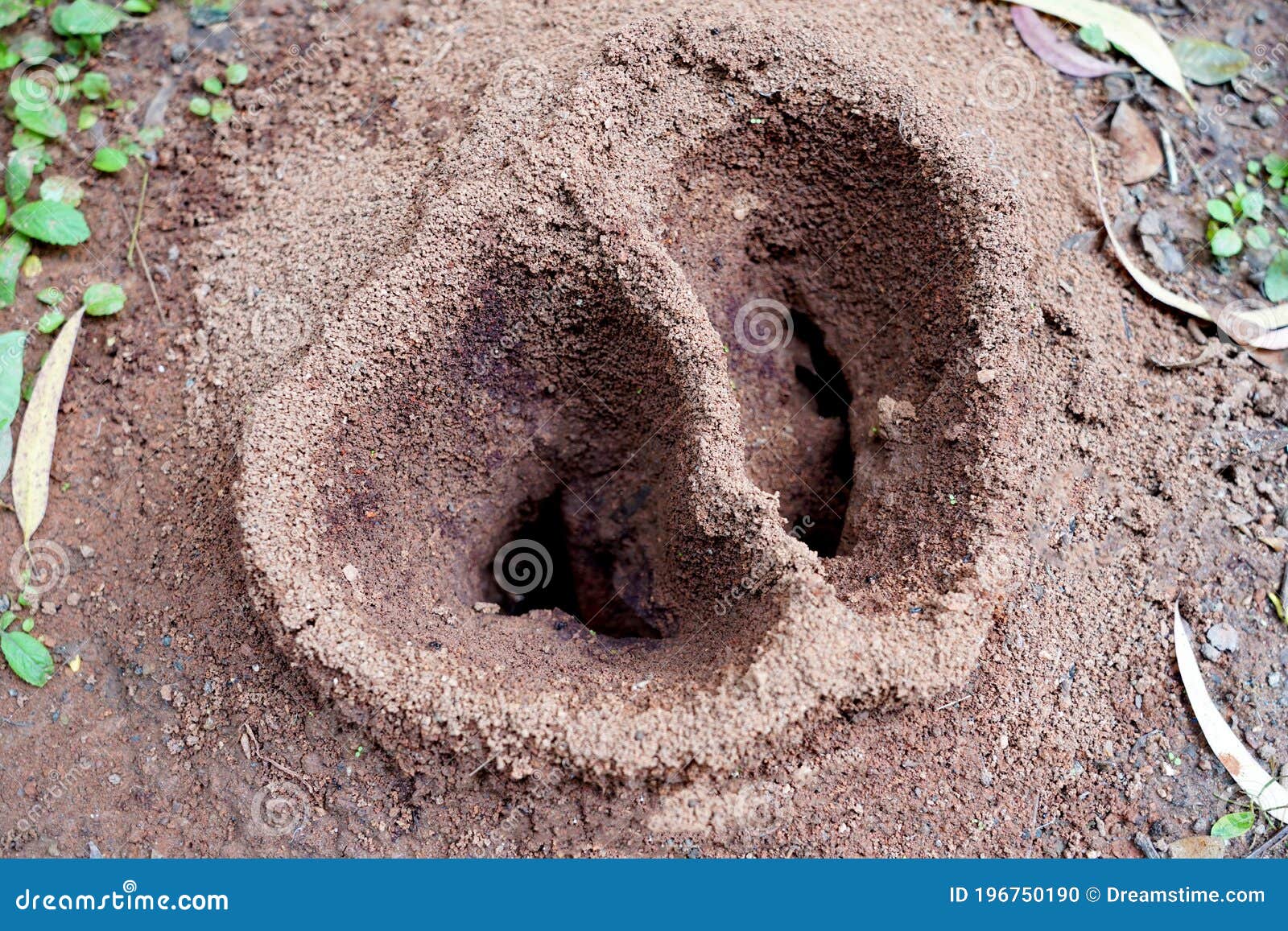 Ant nest at the ground stock photo. Image of insect - 196750190