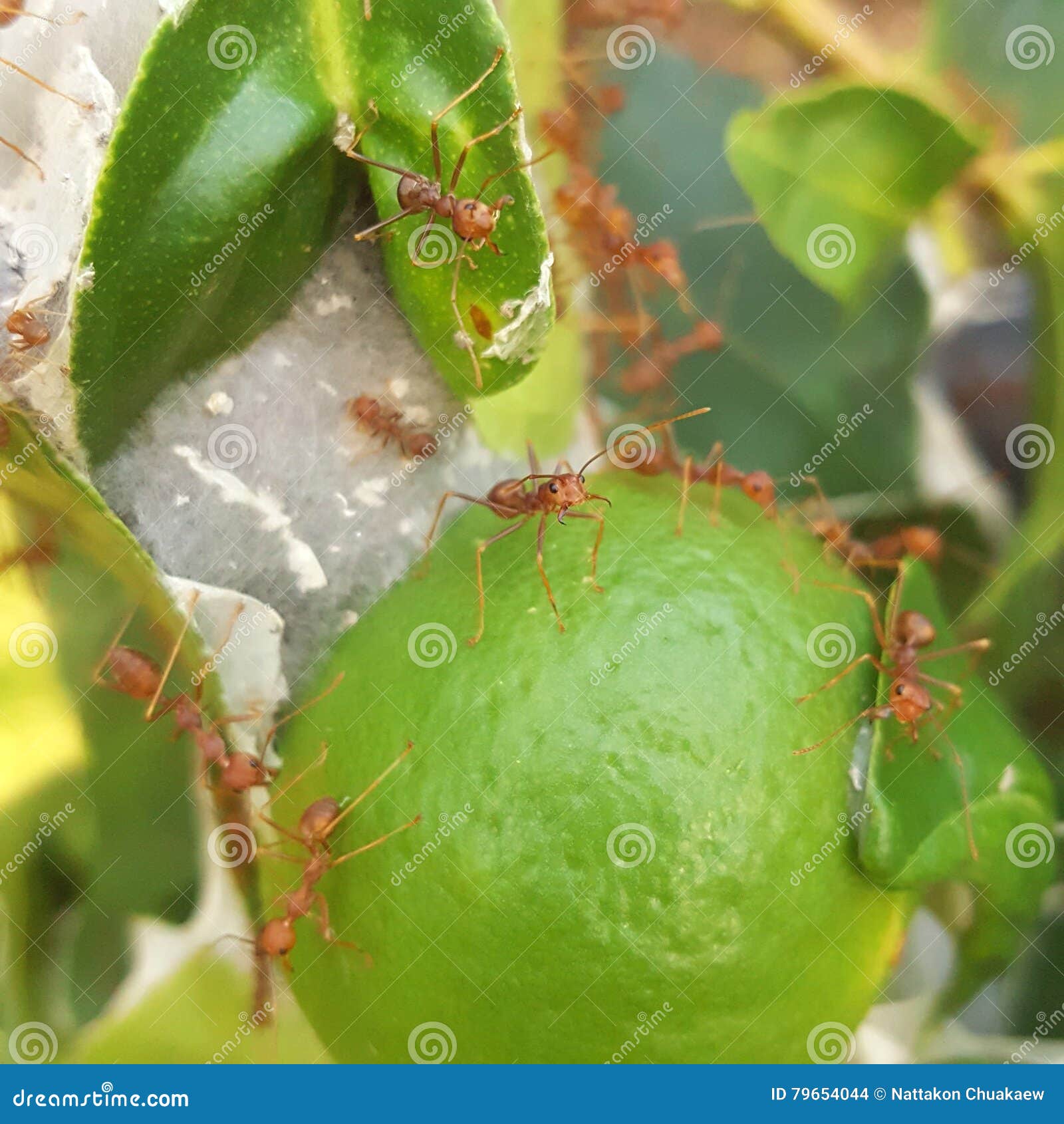 Ant nest stock photo. Image of fresh, lemon, green, nest - 79654044