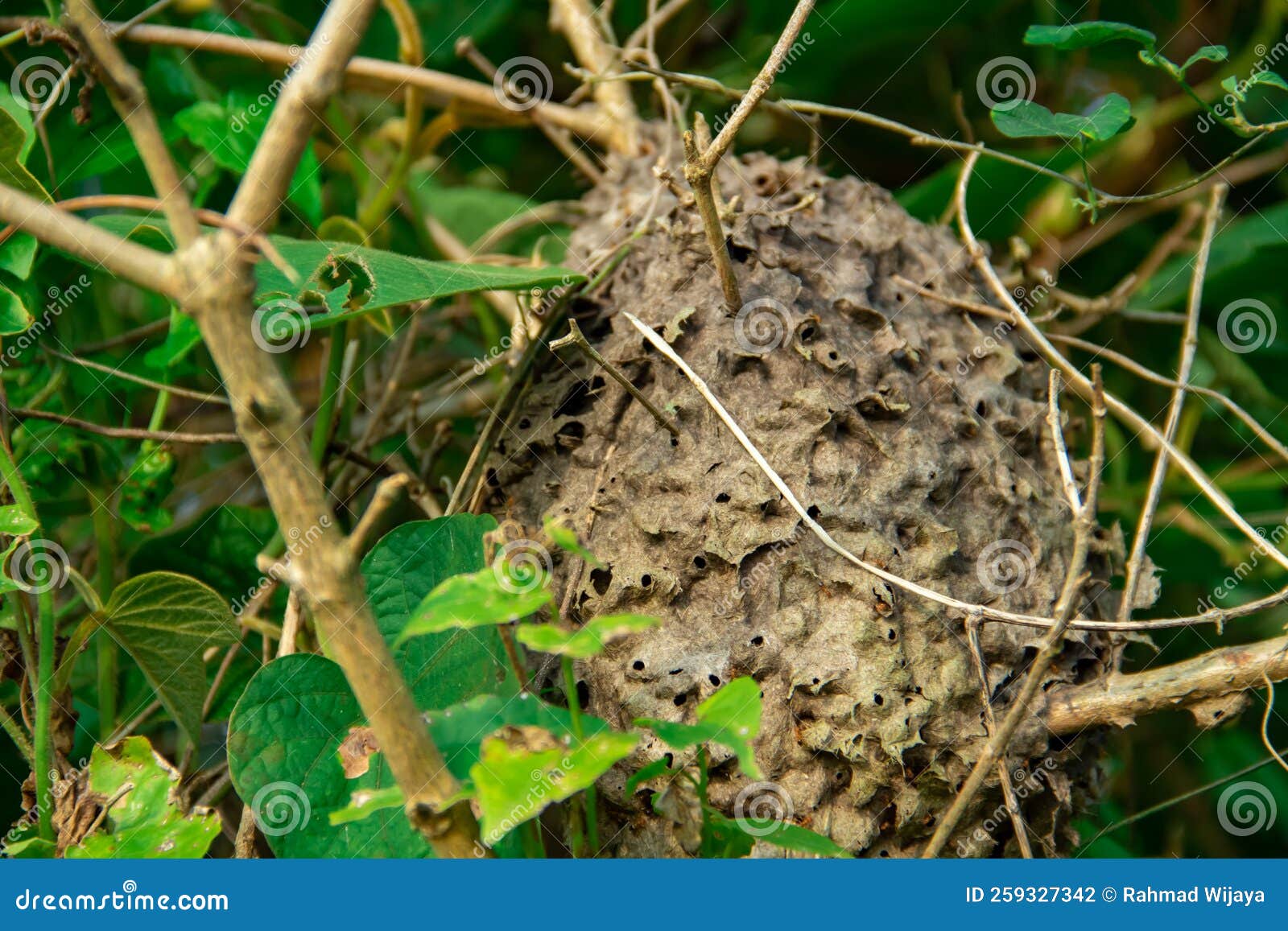 An Ant Nest Made of Dry Leaves on a Tree Stock Photo - Image of jungle ...