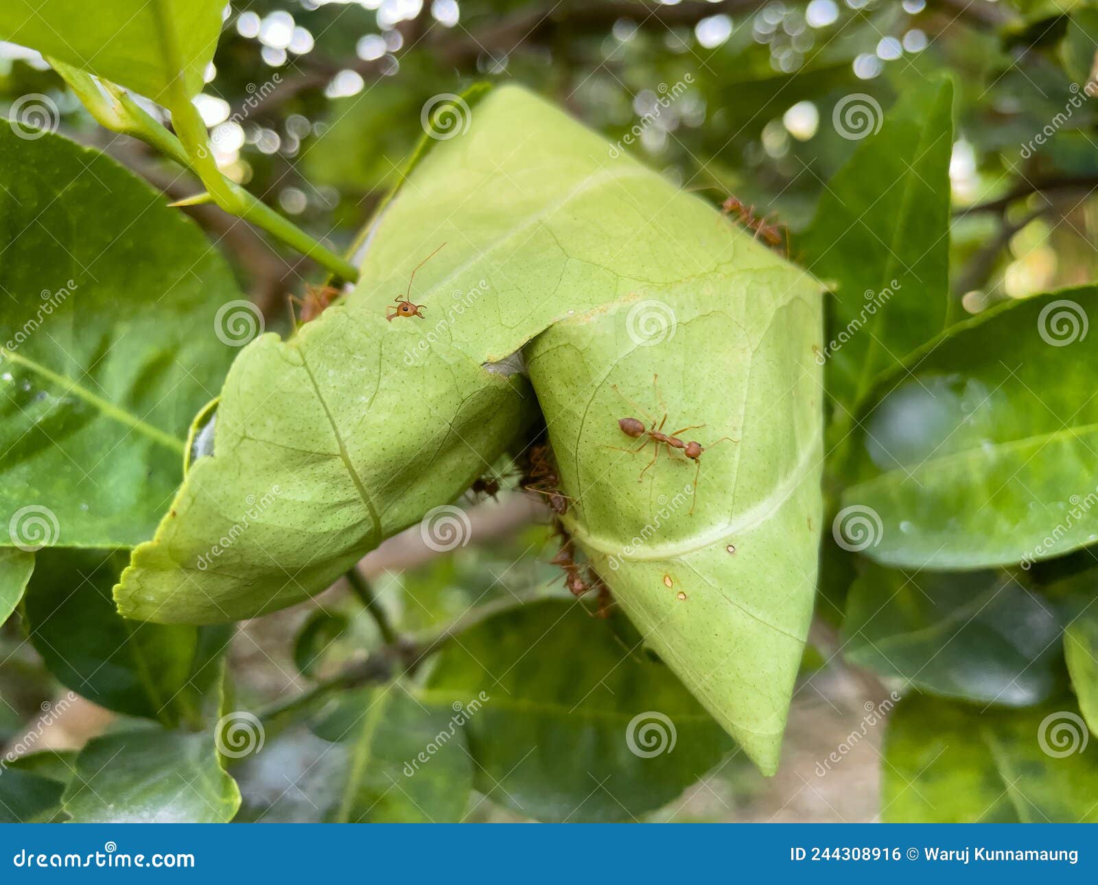An Ant Nest Shaped Like an Inverted Heart. Stock Photo - Image of nest ...