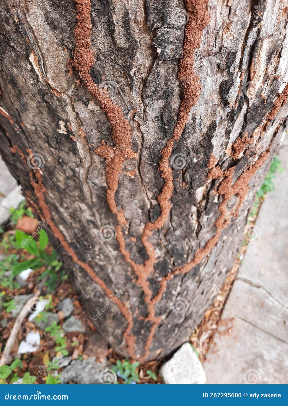 An Ant Nest on a Tree, Extending on a Tree Trunk Made of Grains of Sand ...