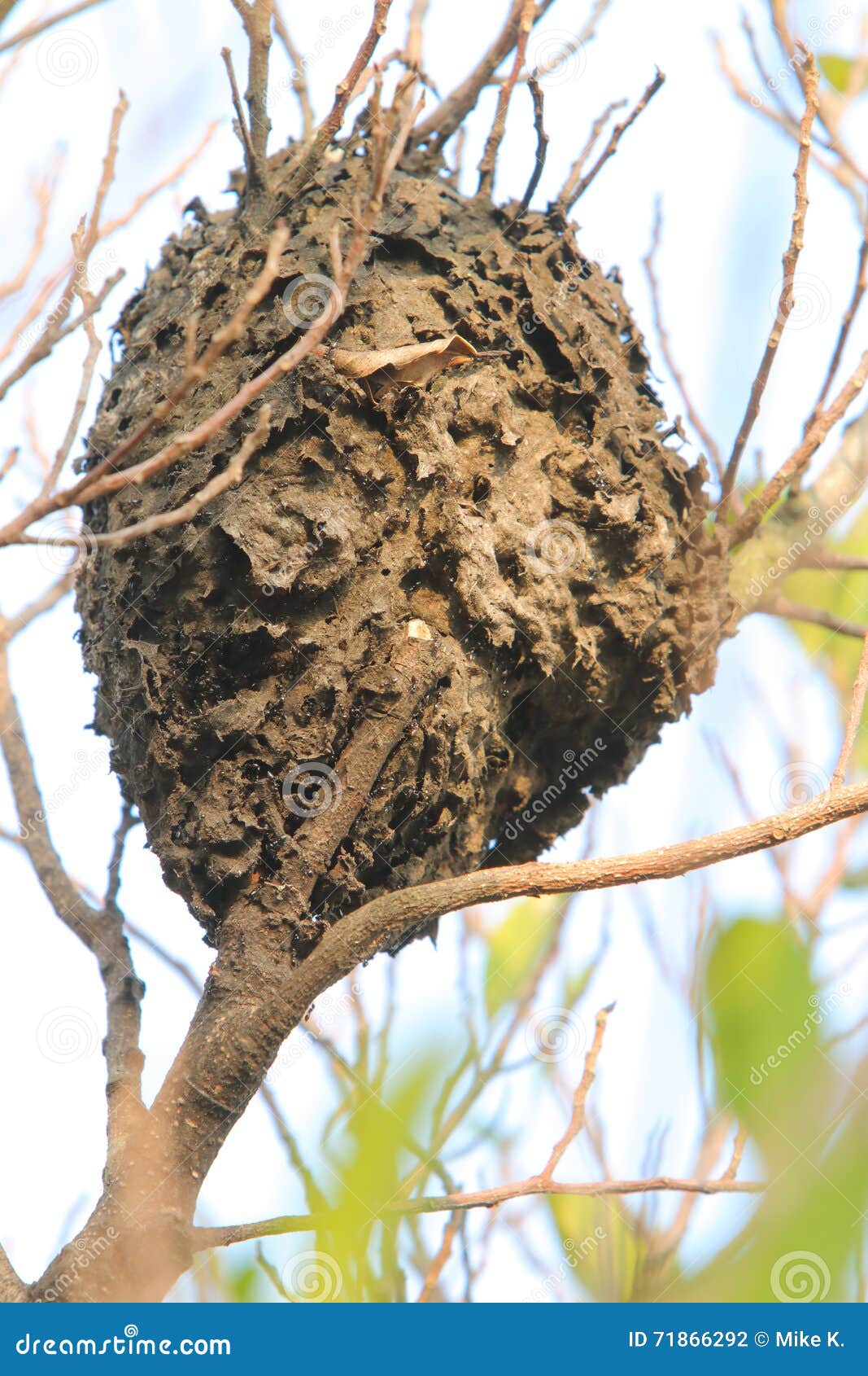 Ant Nest stock photo. Image of walking, living, gardens - 71866292