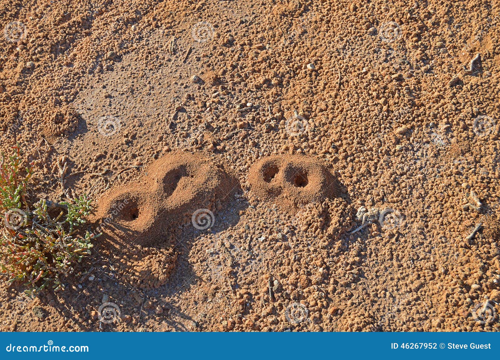 Ant Nests - Nature Insect Background or Backdrop Stock Photo - Image of ...