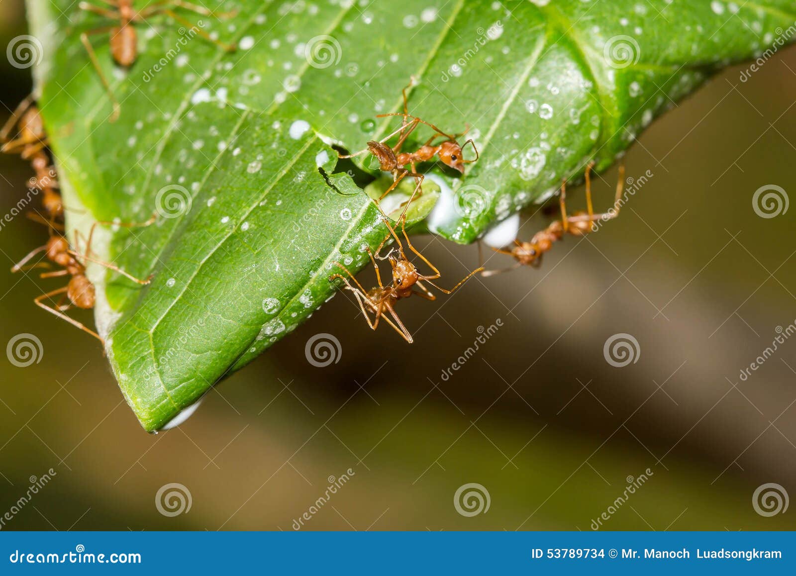 Ant Nests on Tree , Red Ants Nesting Stock Photo - Image of damage ...