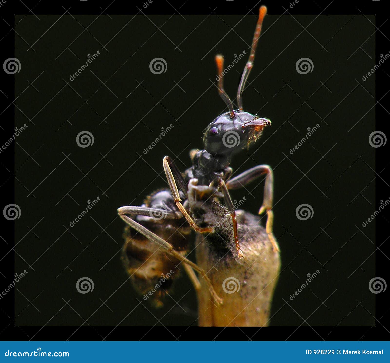Ant by night stock image. Image of look, close, plant, insects - 928229