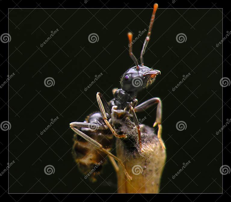 Ant by night stock image. Image of look, close, plant, insects - 928229