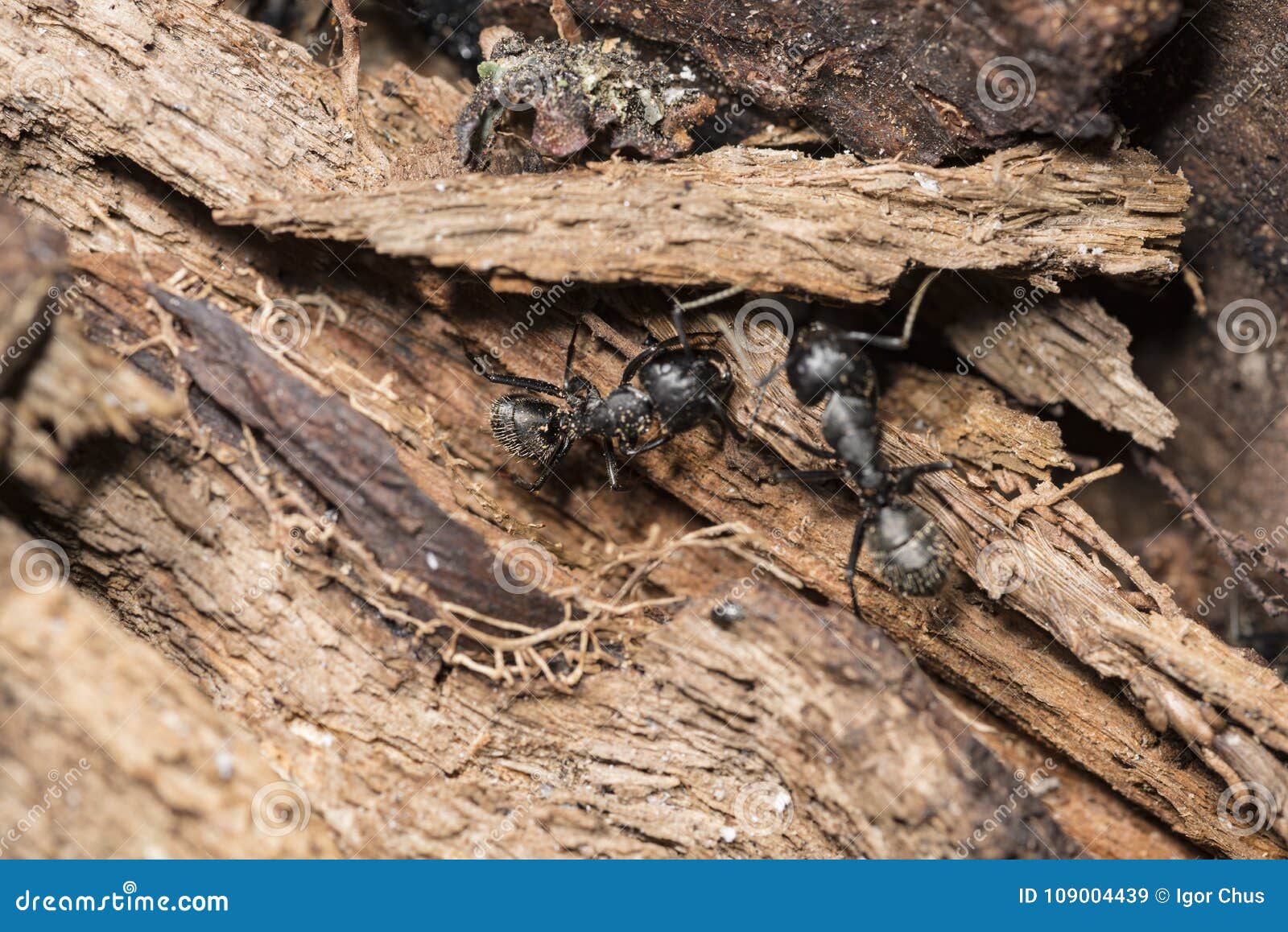 An Ant on an Old Tree , Europa Stock Image - Image of nature, macro ...