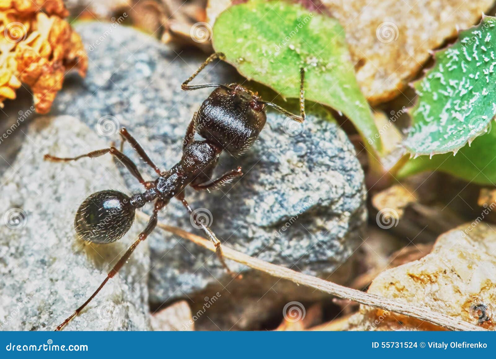 Ant outside in the garden stock photo. Image of insects - 55731524