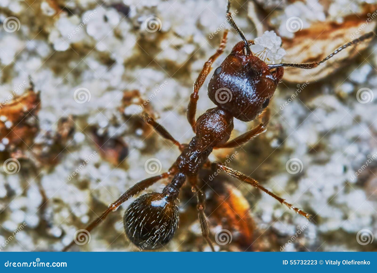 Ant outside in the garden stock image. Image of outside - 55732223