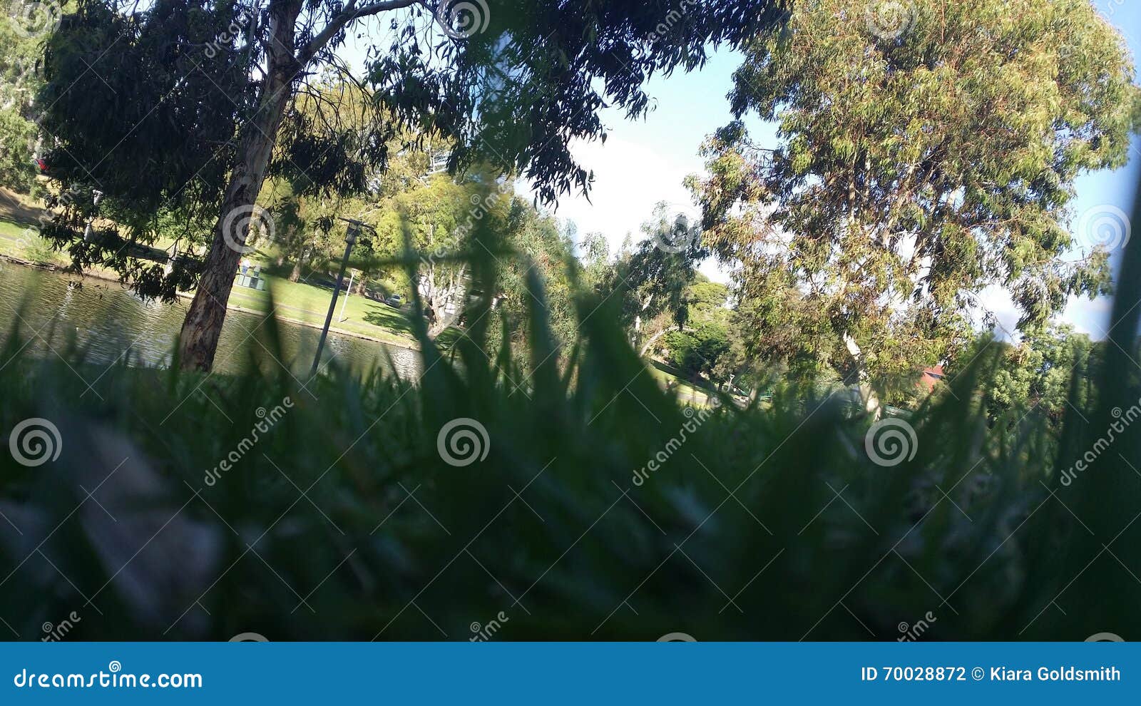 Ant stock photo. Image of life, perspective, tiny, reality - 70028872