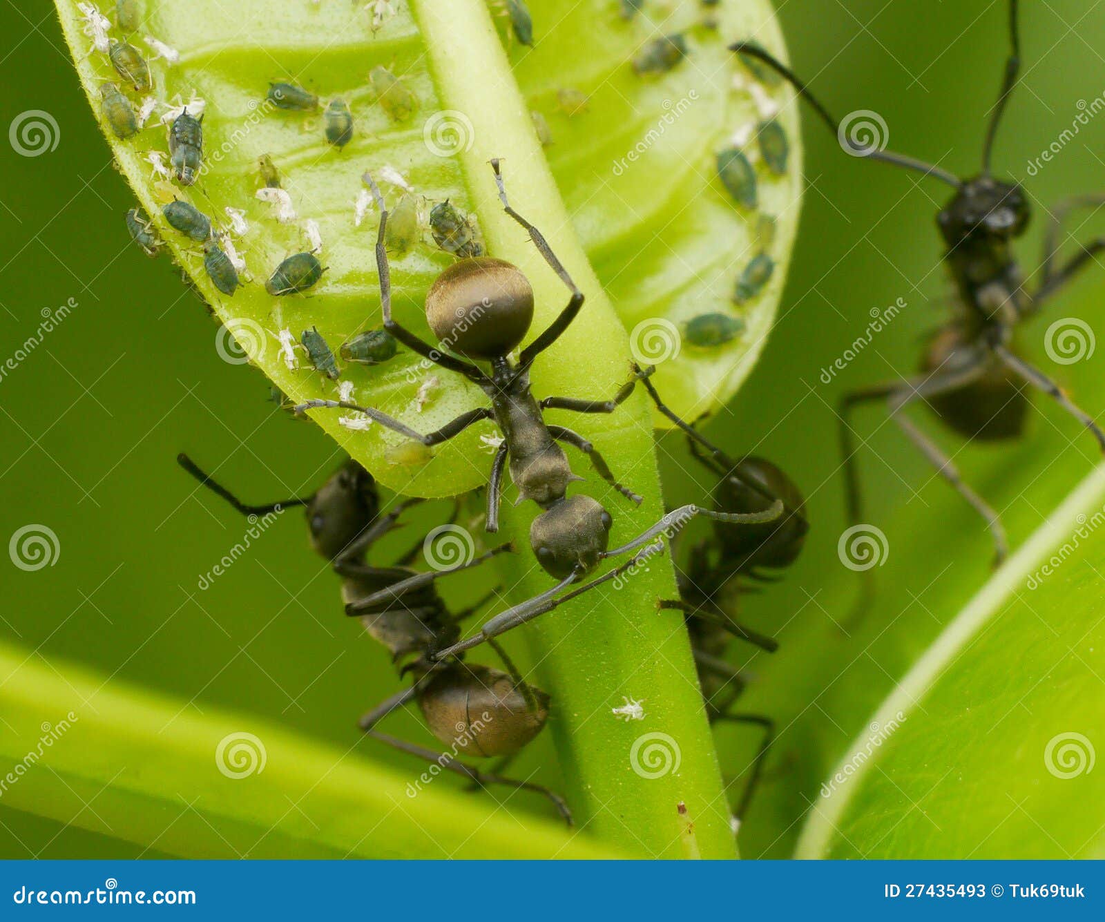 Ant pest stock image. Image of park, nature, insect, colorful - 27435493