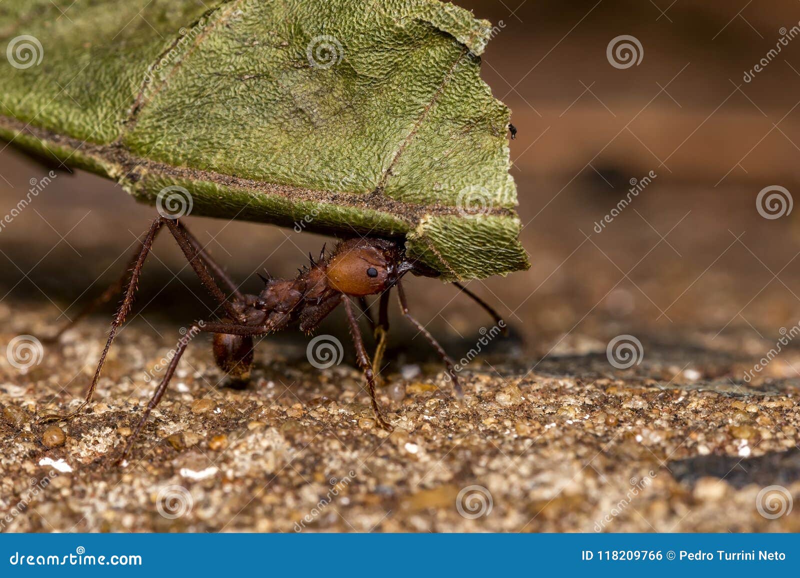 Ant Pheidole Spp Carrying Leaf Close Up Stock Photo - Image of outdoor ...