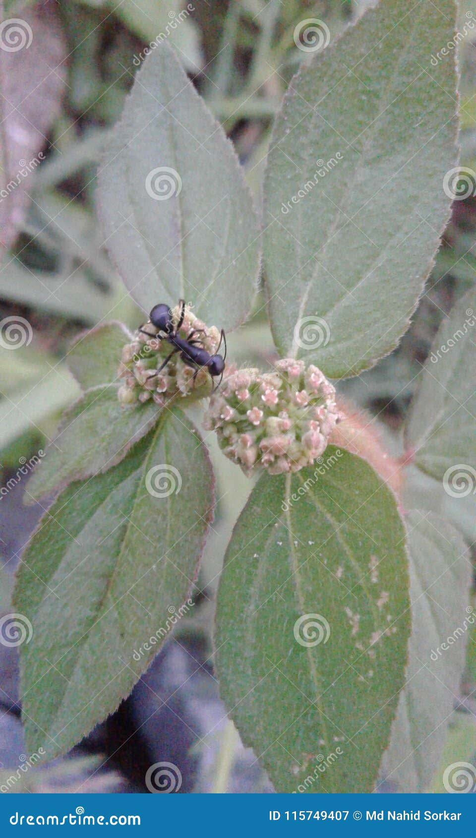 Ant stock image. Image of mobile, click, camera - 115749407