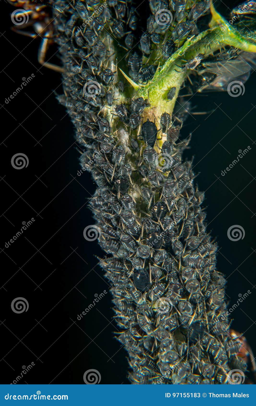 Ant and plant lice stock image. Image of close, blackflies - 97155183