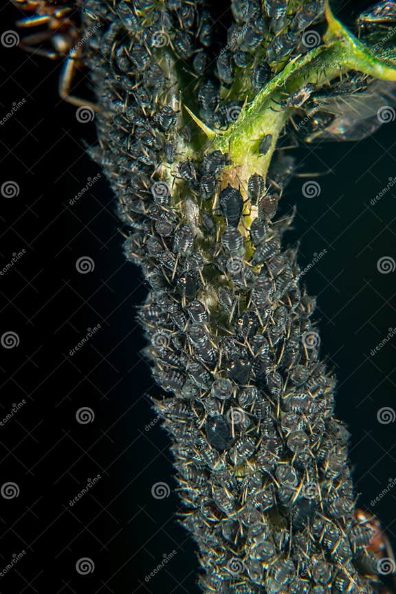 Ant and plant lice stock image. Image of close, blackflies - 97155183