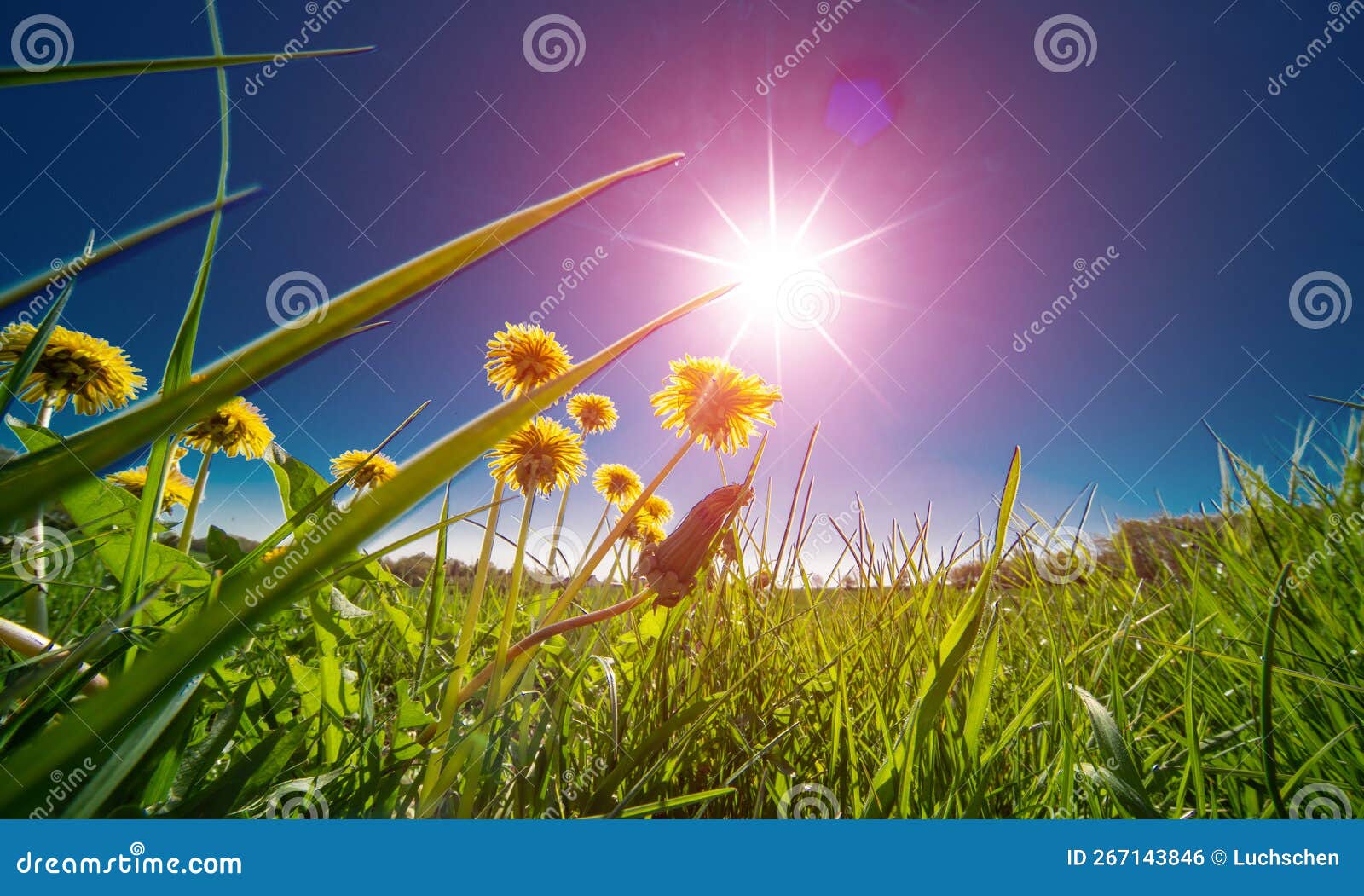 Ant Point of View View of Green Grass and Blue Sky with Sun Stock Photo ...