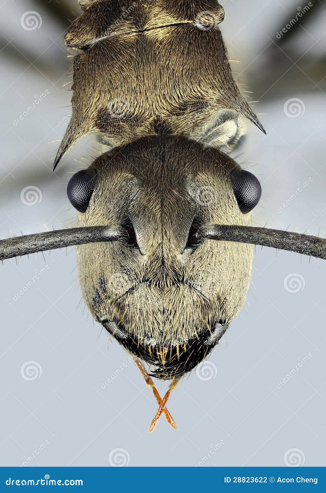 Ant Portrait stock photo. Image of entomology, fauna - 28823622