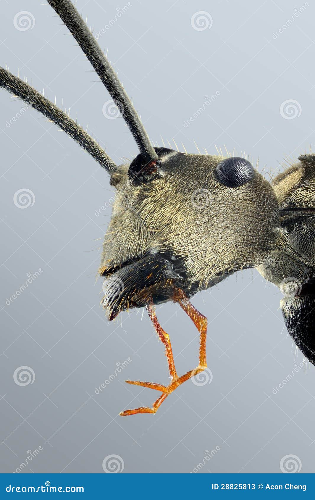 Ant Portrait stock image. Image of formicinae, front - 28825813