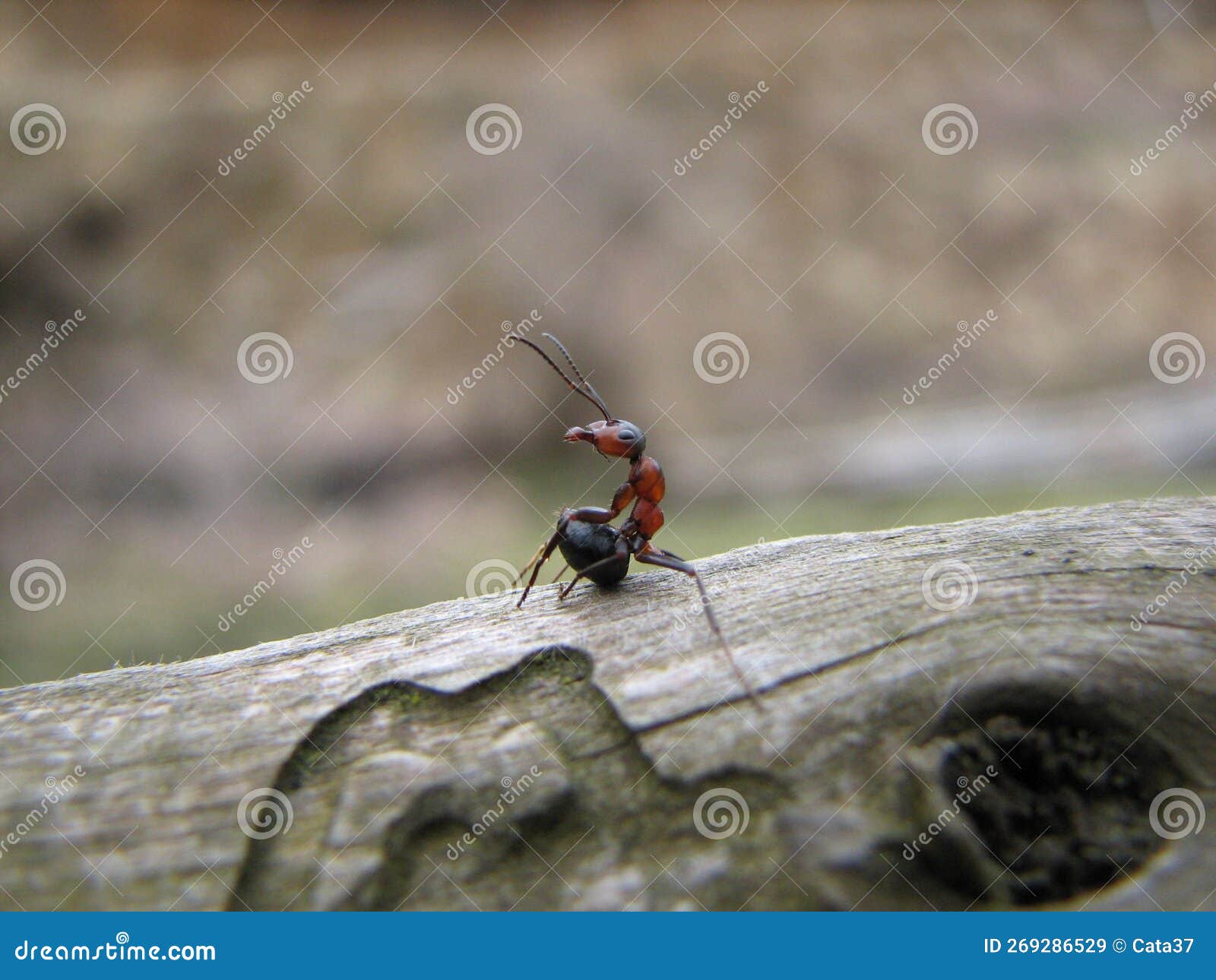 An ant ready to attack stock image. Image of defend - 269286529