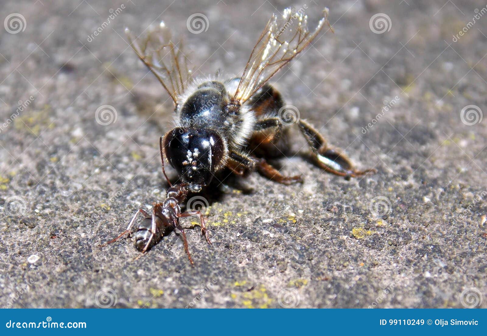 Ant and prey stock image. Image of macro, prey, insect - 99110249