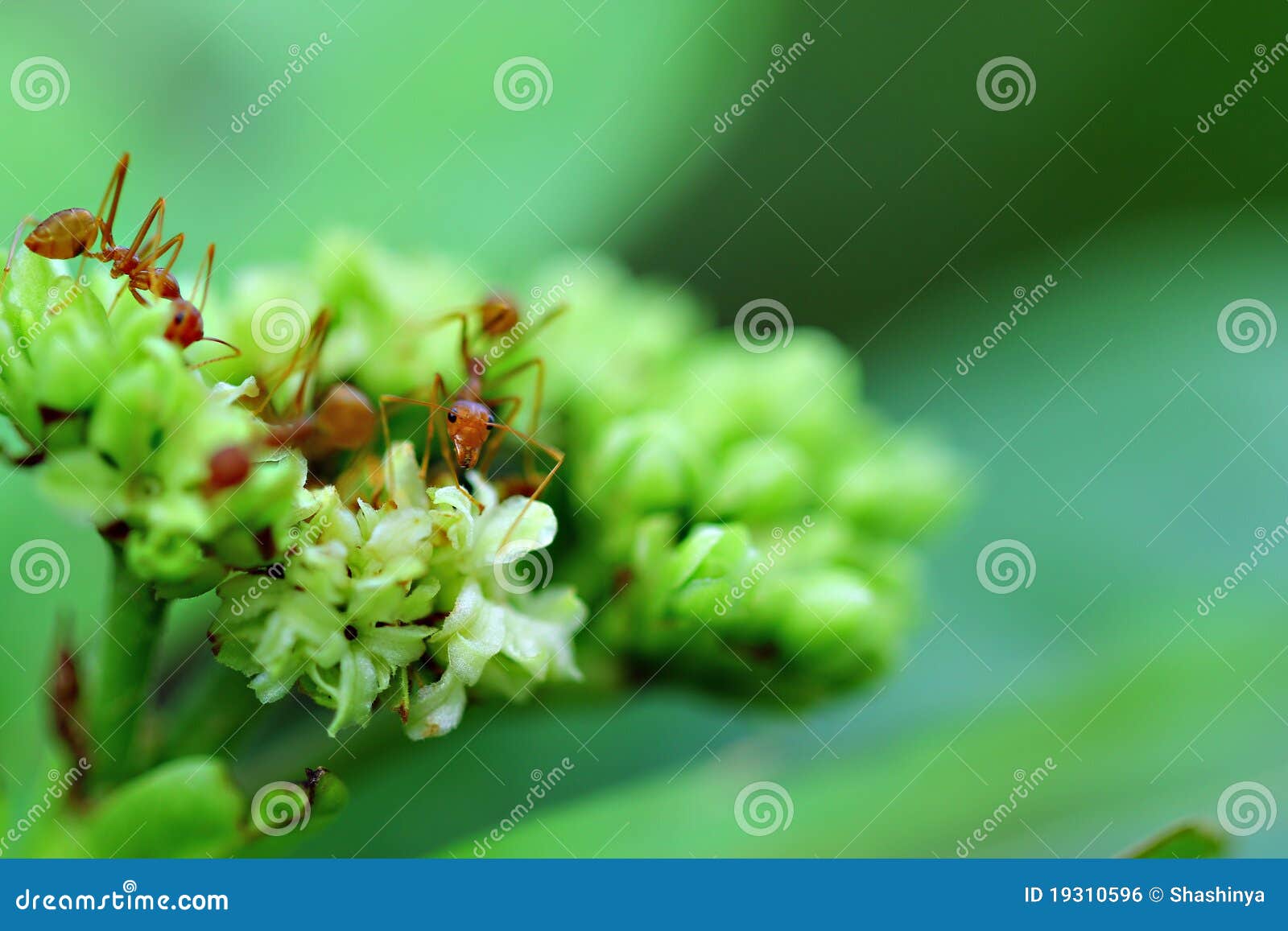 A Ant Protector of the Flower Stock Photo - Image of flower, protecter ...