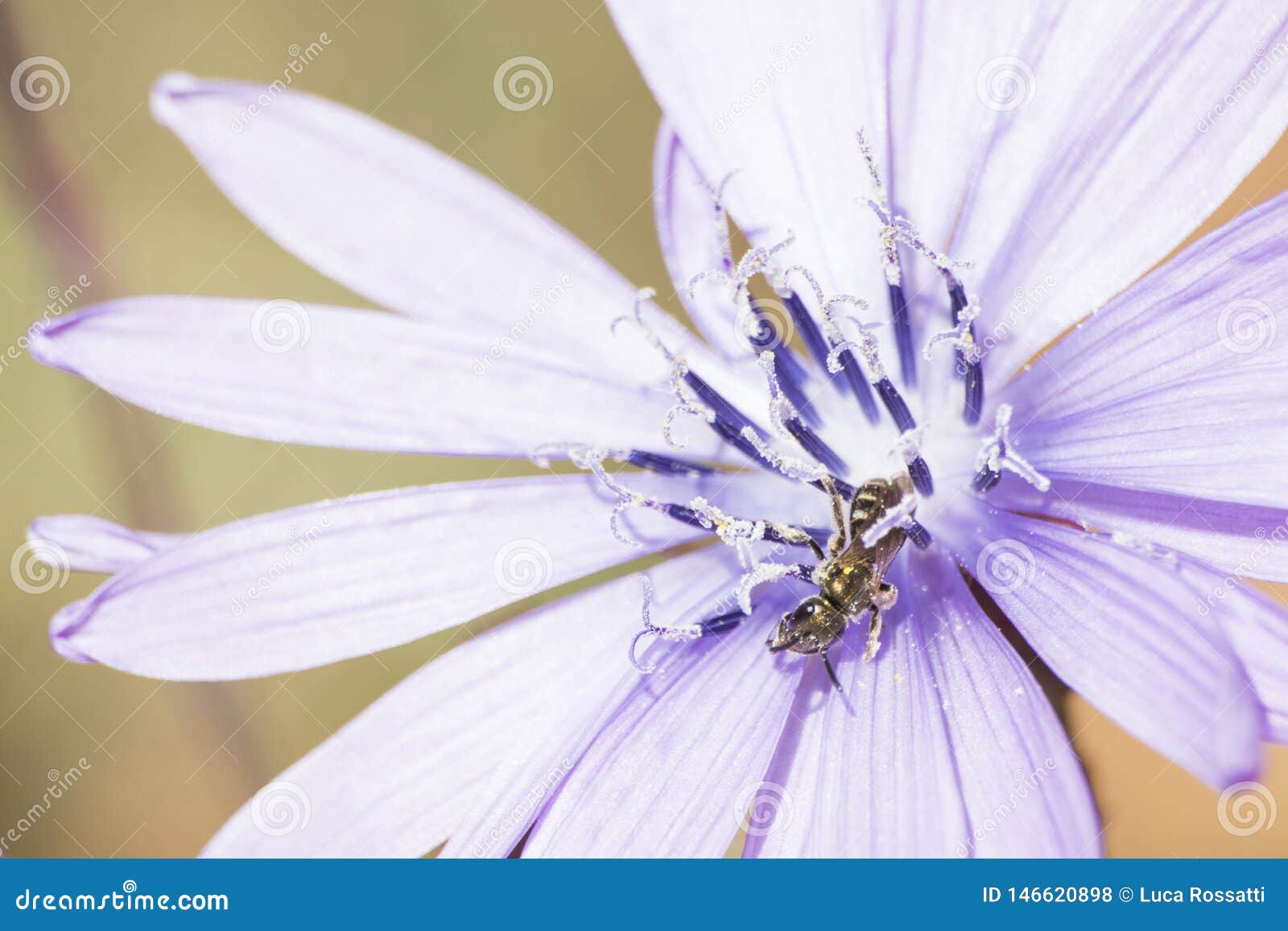 Ant on a Purple Chicory Flower Full of Details Stock Photo - Image of ...