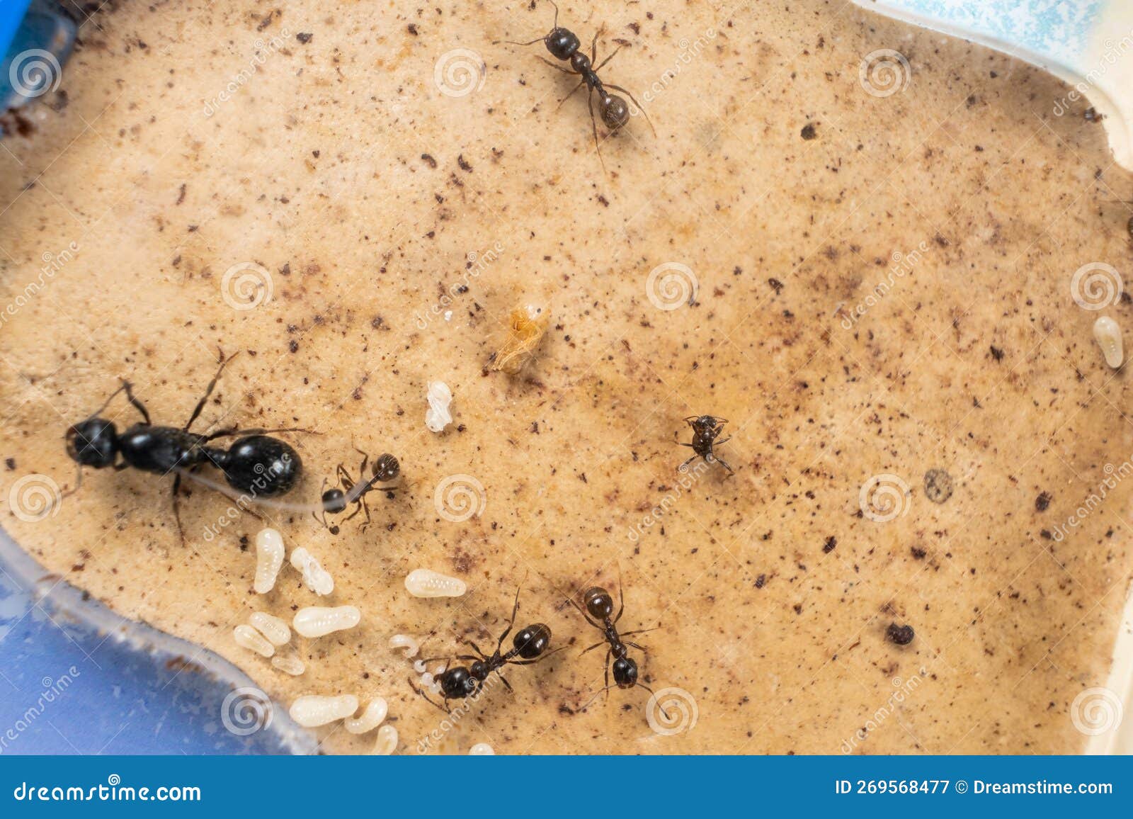 Ant Queen and Worker Ants Reaper, Ant Eggs on a Plaster Platform of an ...