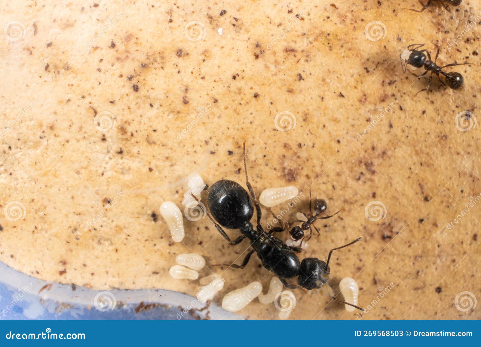 Ant Queen and Worker Ants Reaper, Ant Eggs on a Plaster Platform of an ...