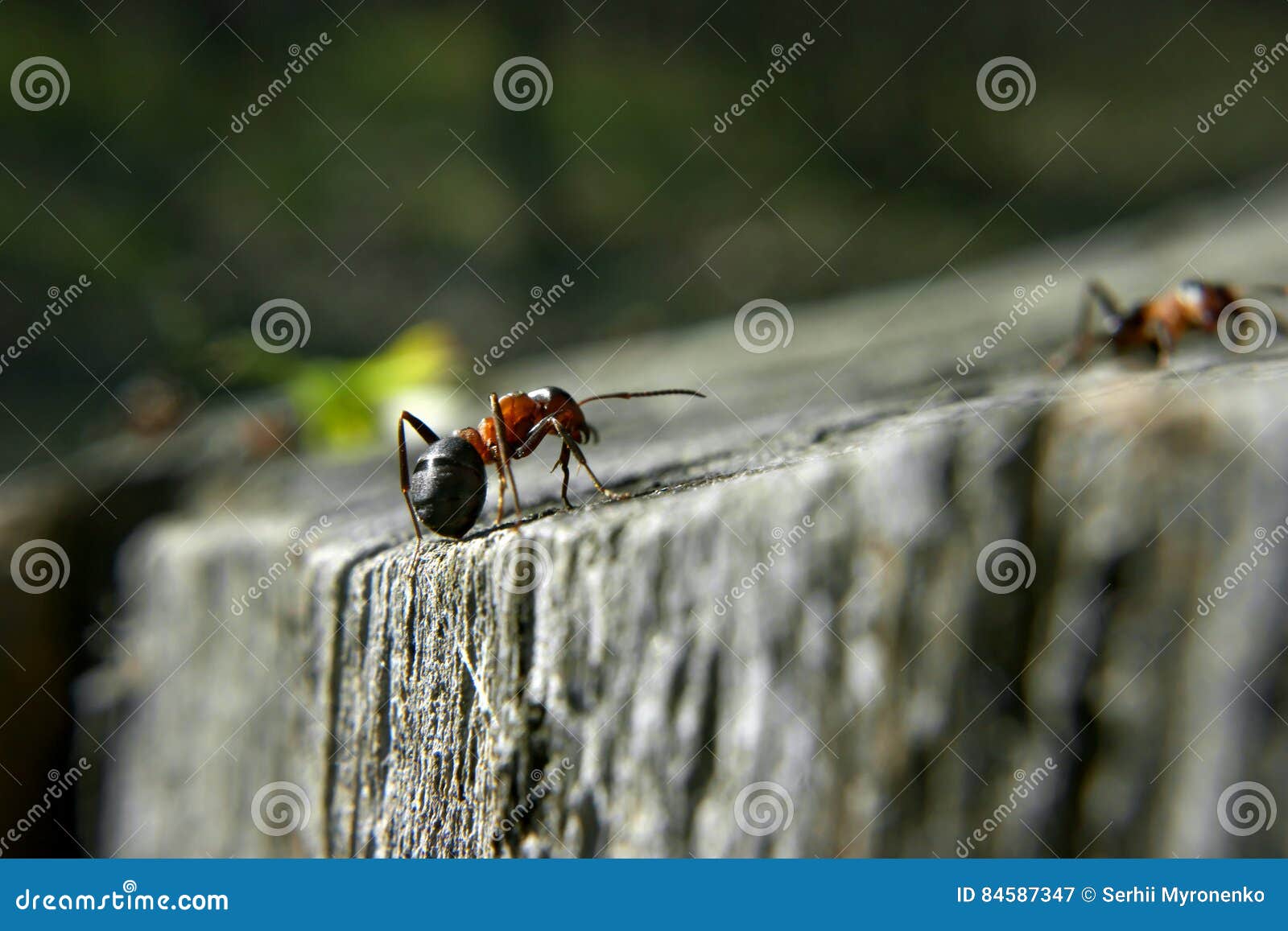 Ant on the race stock image. Image of ants, race, forest - 84587347