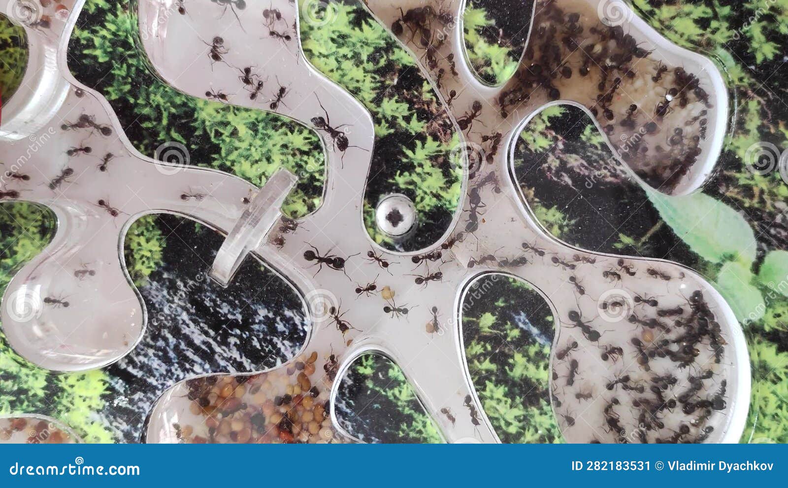 Ant reapers stock video. Video of domestic, animal, army - 282183531